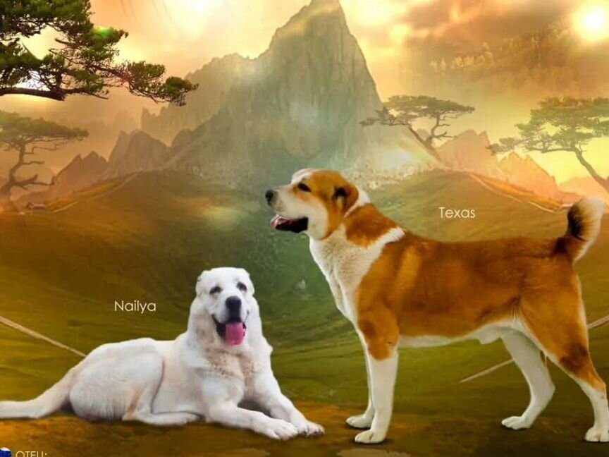 Среднеазиатская овчарка алабай щенки