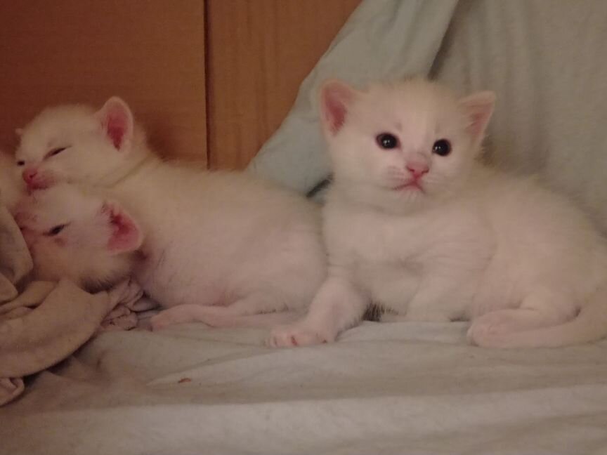 Котята