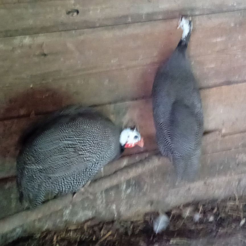 Птицы