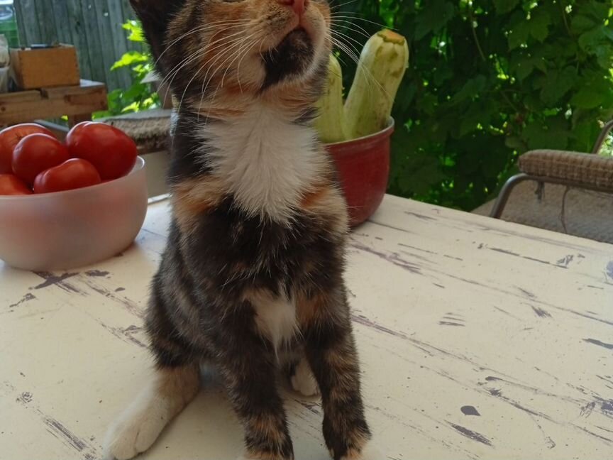 Кошечка на счастье