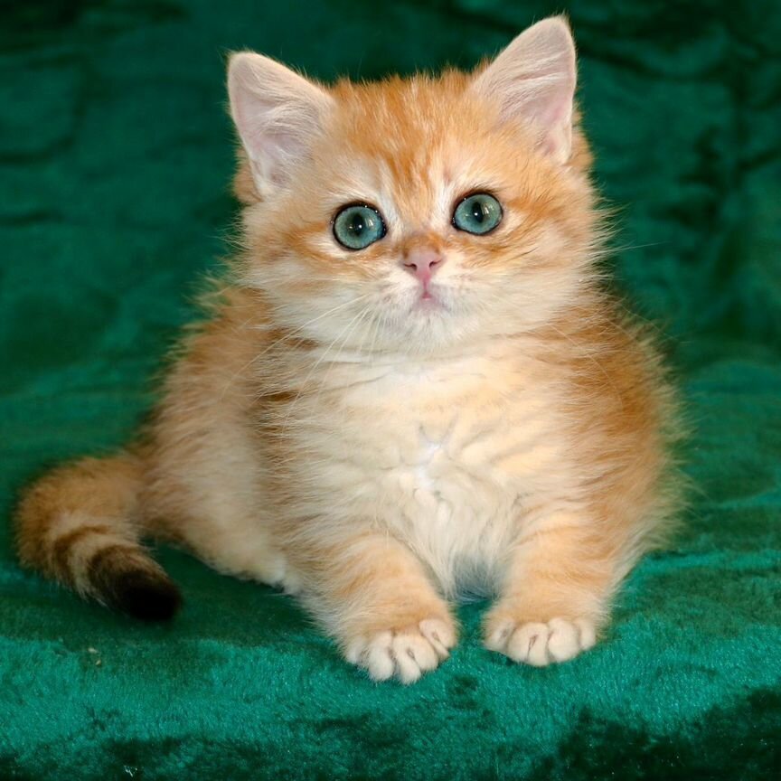 Котенок золотая британская шиншилла