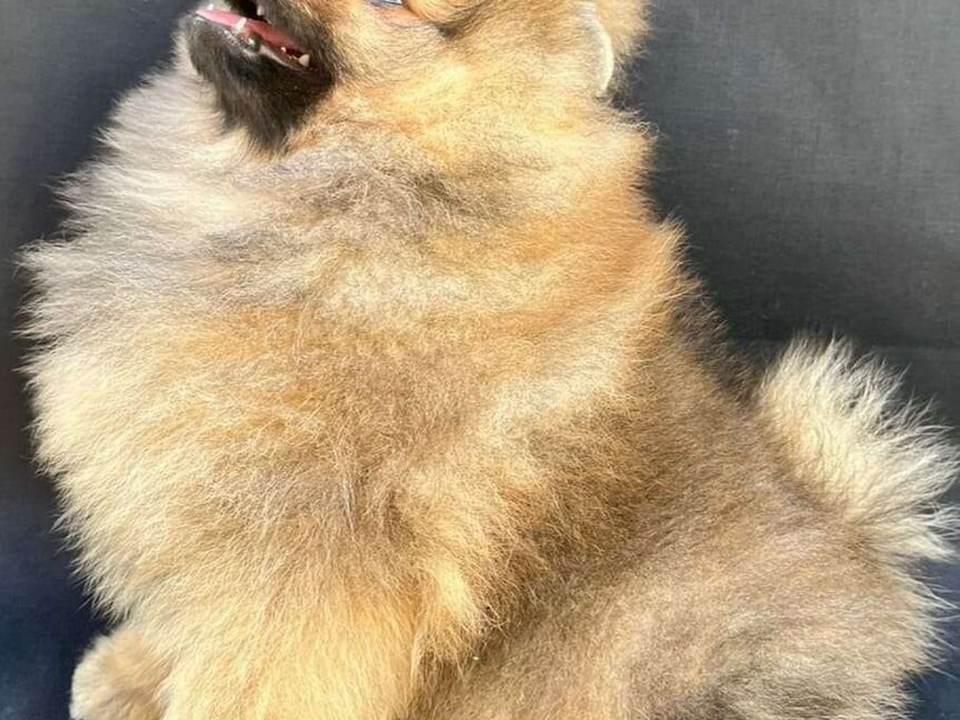 Щенки шпица