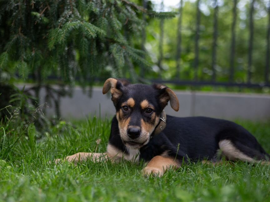 Щенок мальчик отдаётся в добрые руки бесплатно