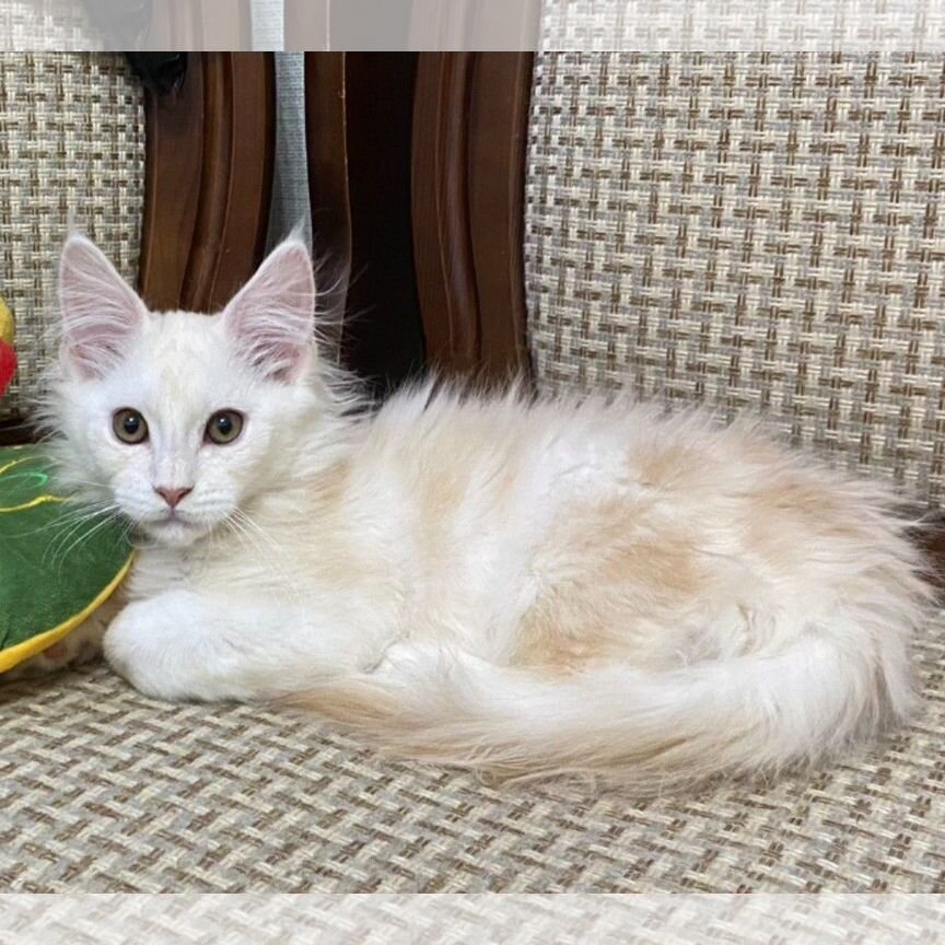 Мейн-кун котёнок