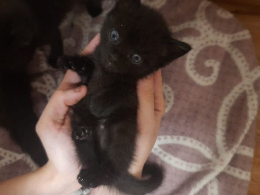 Отдам в хорошие руки котят