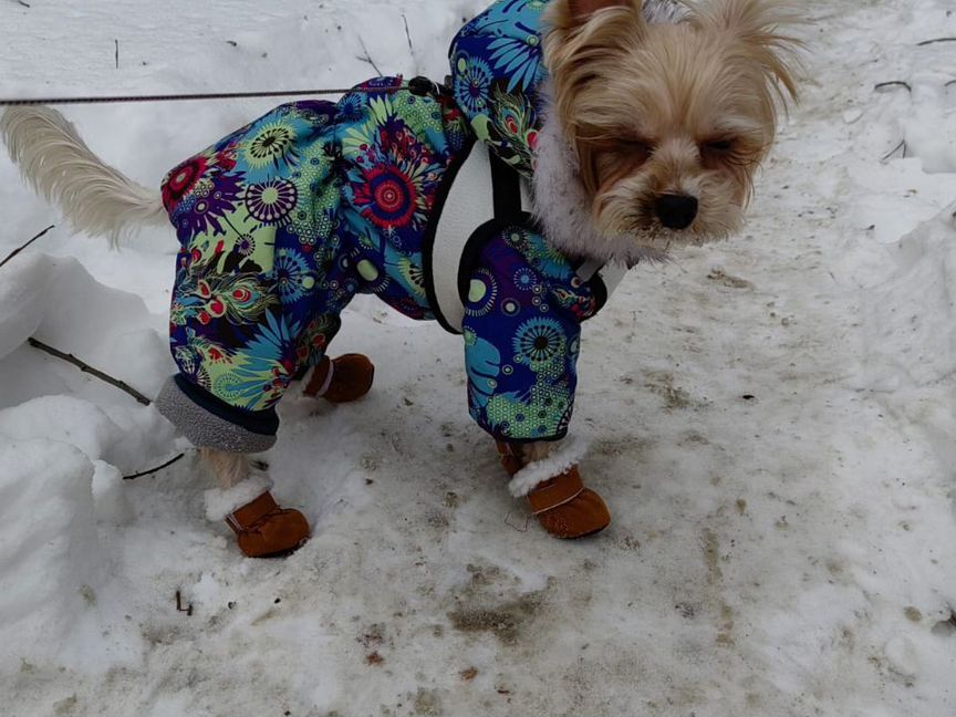 Отдам в самые хорошие руки любимую собаку