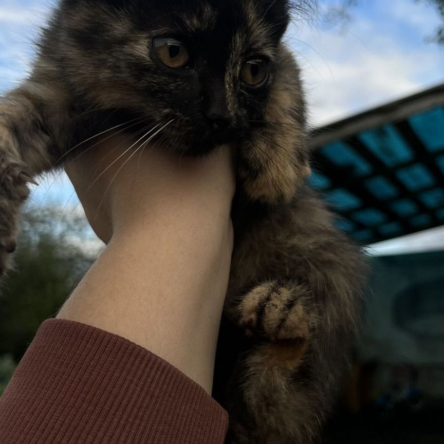 Отдам бесплатнокошечеу