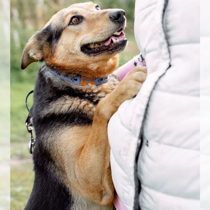 Собака в добрые руки