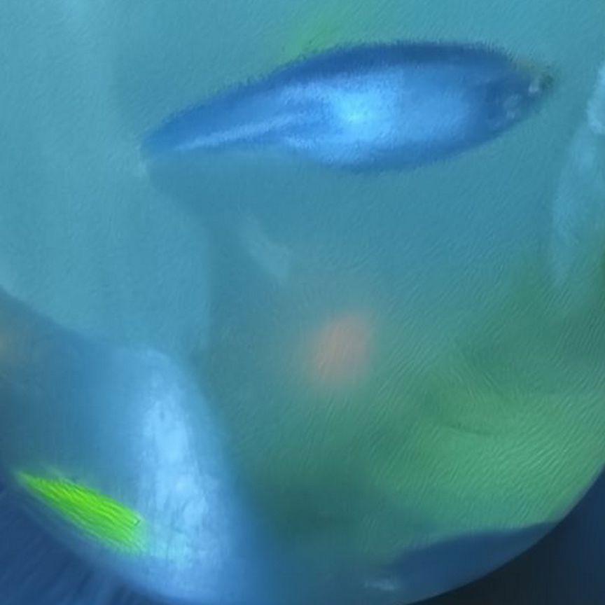 Аквариумные рыбки отдам