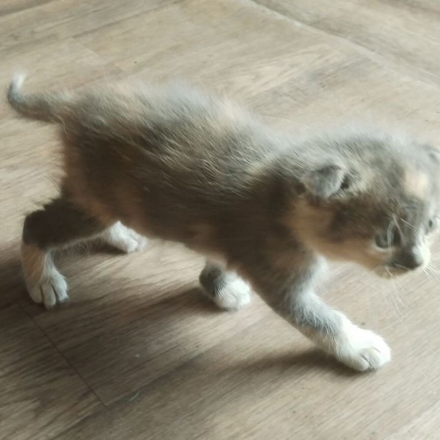 Шотландский вислоухий короткошёрстный котёнок