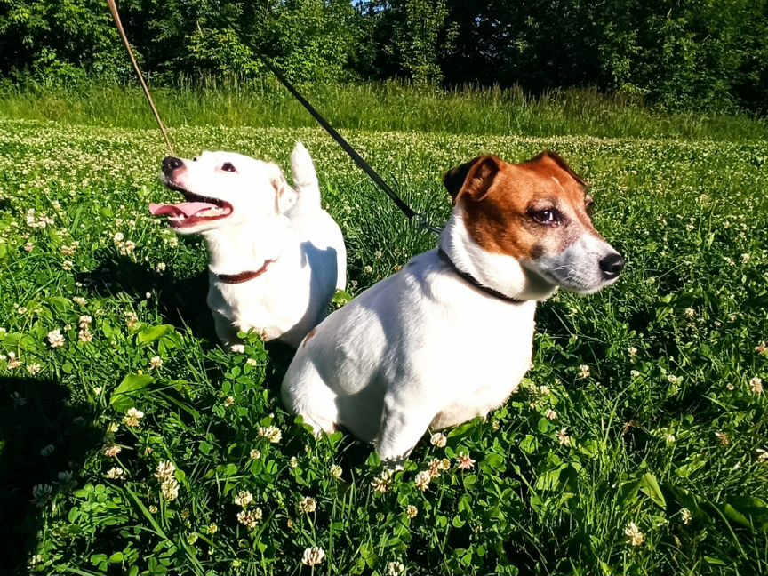 Ищем приемную семью на время отпуска (5-14 июля)