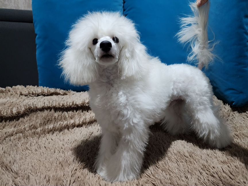 Пудель миниатюра, белый, мальчик, карликовый