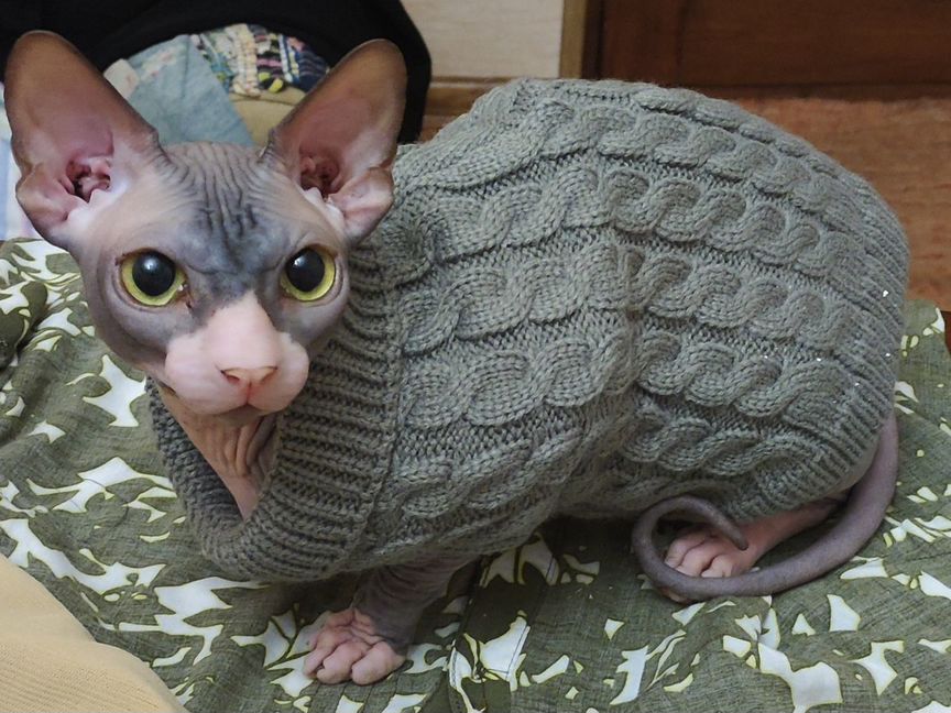 Кот для случки породы донской сфинкс