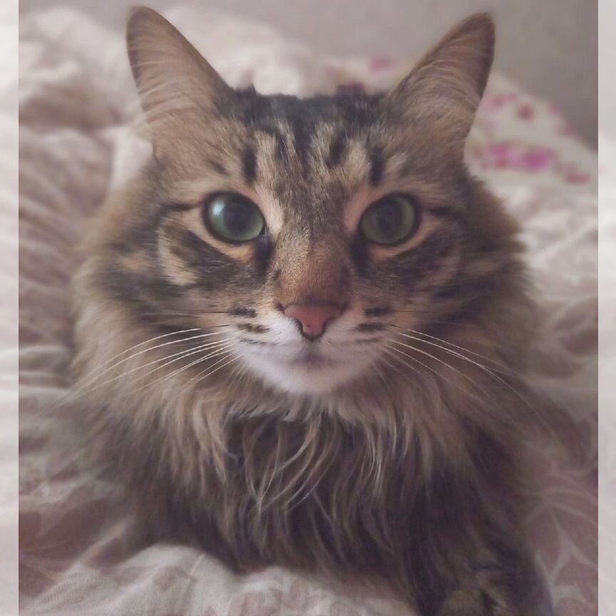 Кот в добрые руки