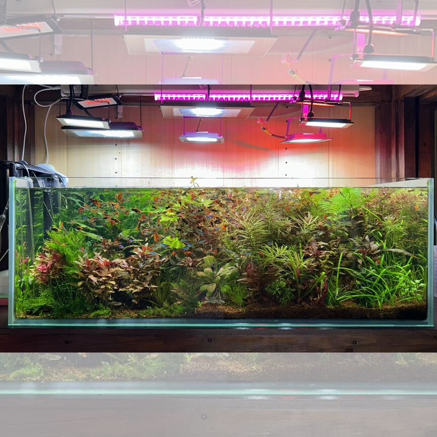 Дизайн пресноводных аквариумов