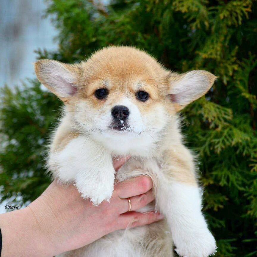 Вельш корги пемборк