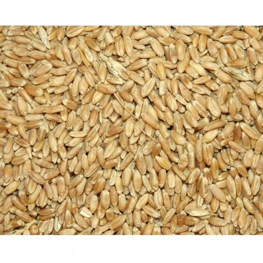 Зерно пшеница