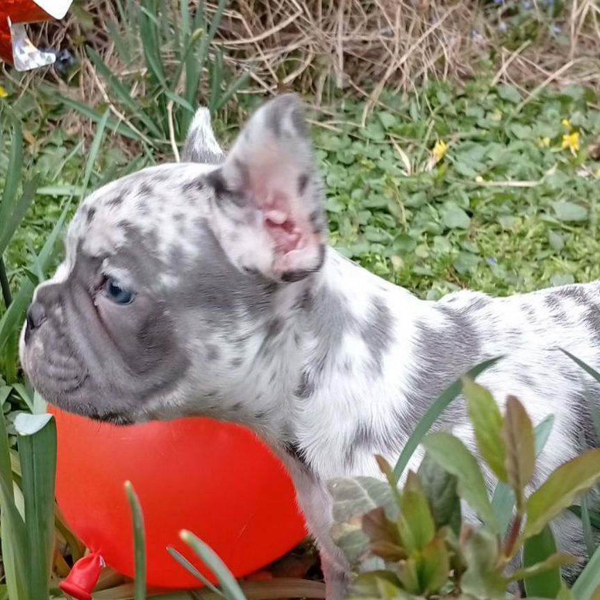 Французский бульдог, щенок