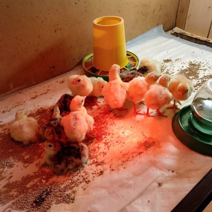 Индюшата суточные