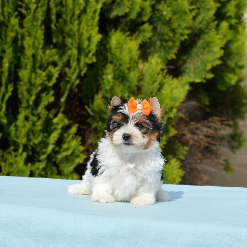 Мальчик Бивер терьер