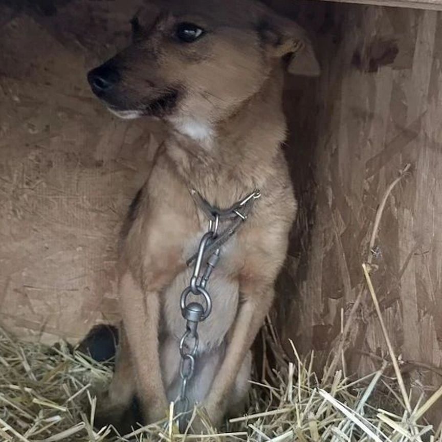 Взрослая собака в добрые руки