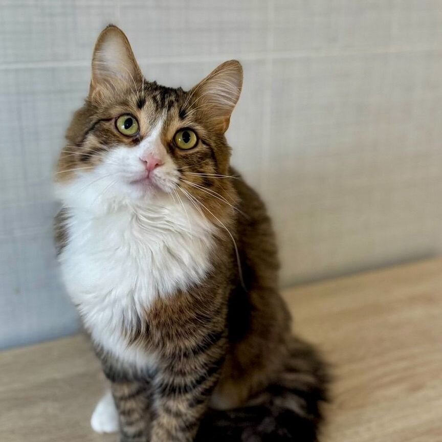 Котик ищет семью