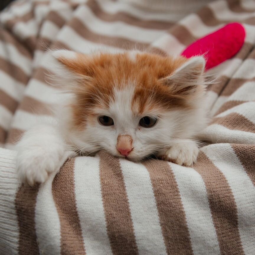 Кото-дети ищут дом. Котята