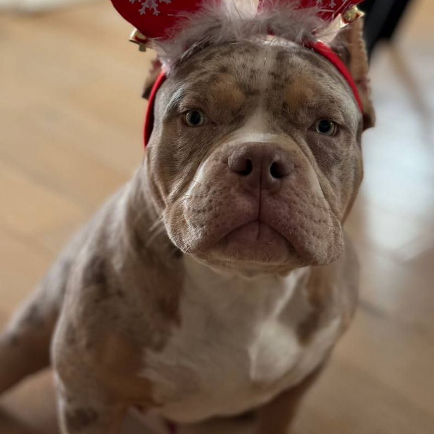 Американский булли, щенок