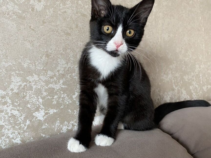 Кошка