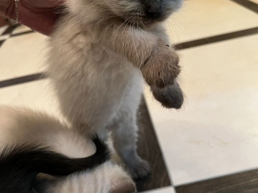 Экзотическая кошка