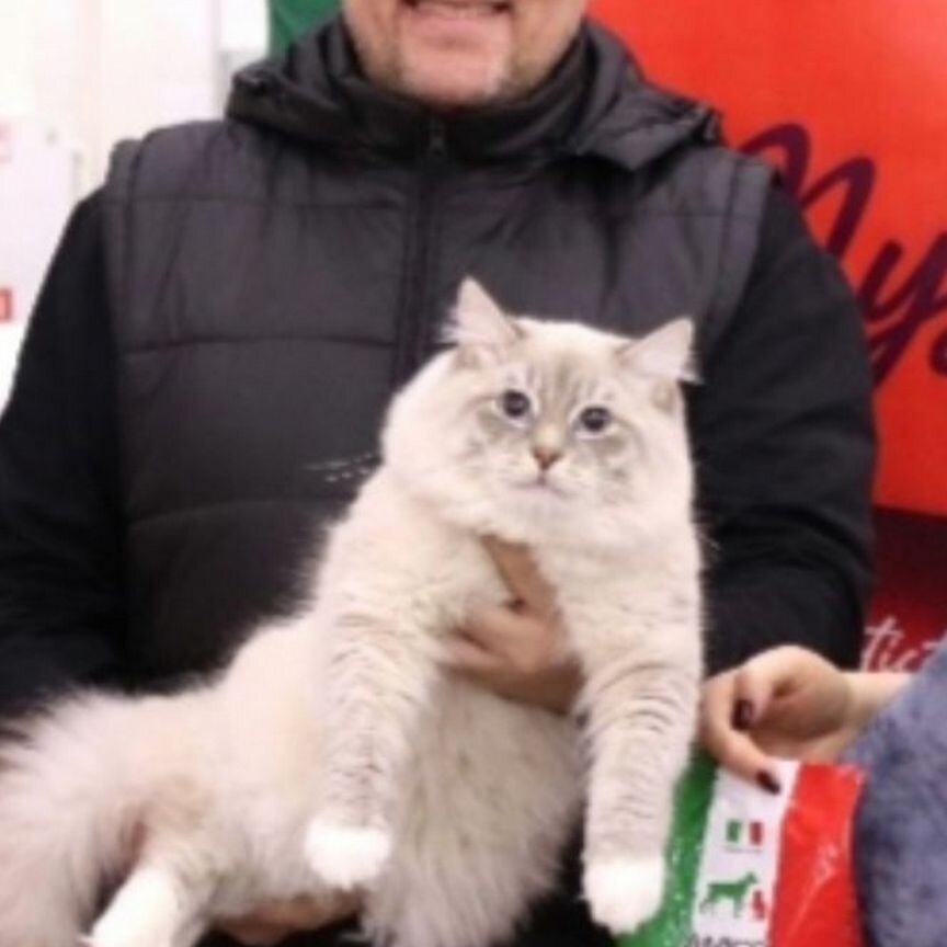 Вязка кошек