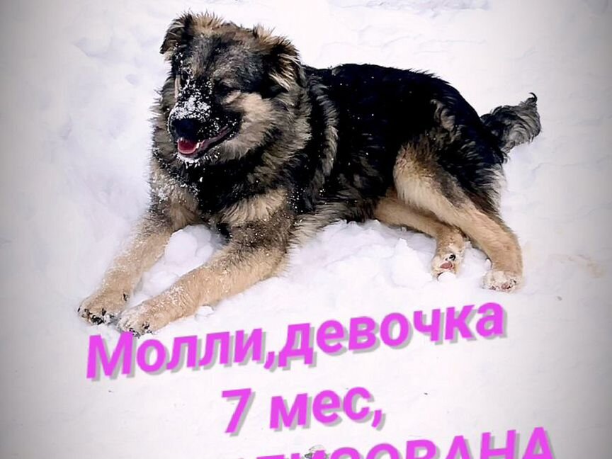 Щенки ищут дом