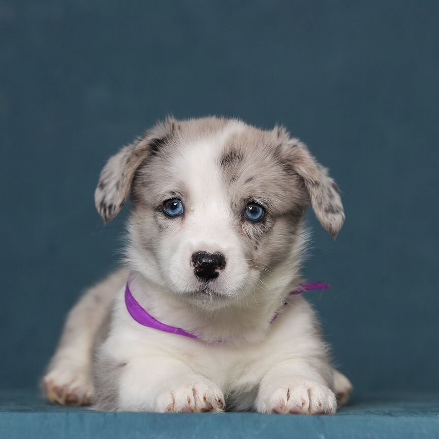 Вельш-корги кардиган мраморный