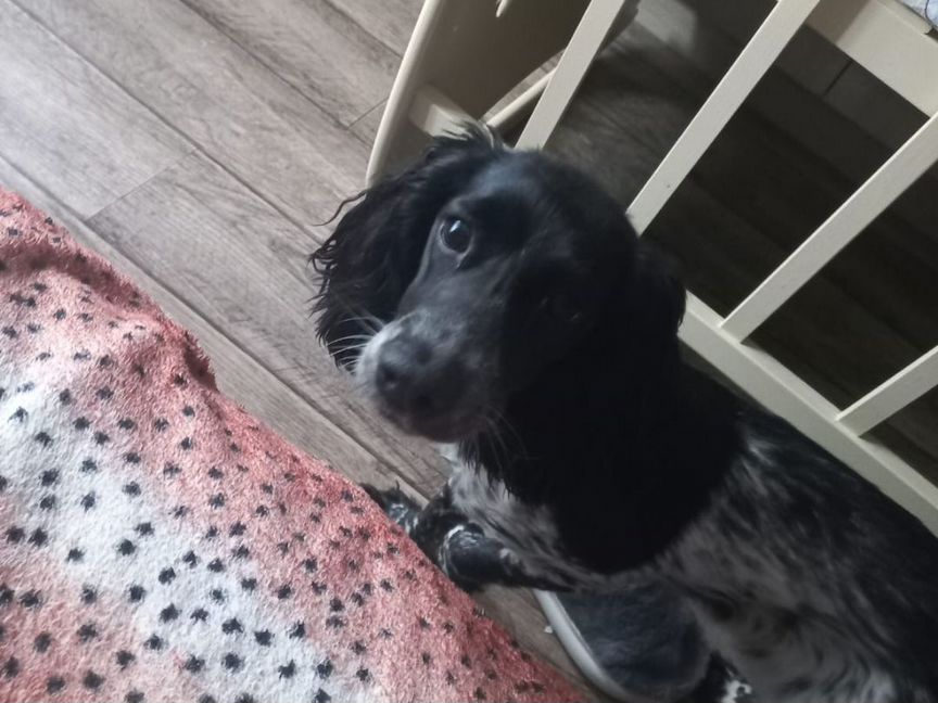 Спаниель в добрые руки