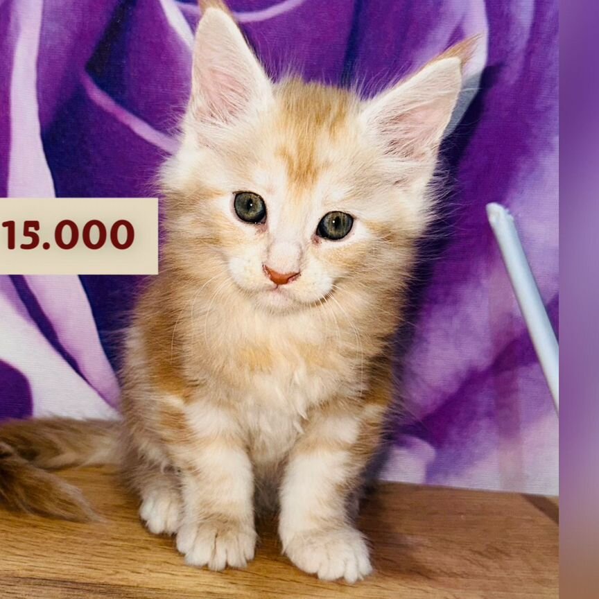 Мейн-кун котёнок