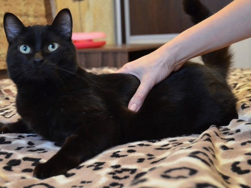 Отдам молодого котика. Кастрирован