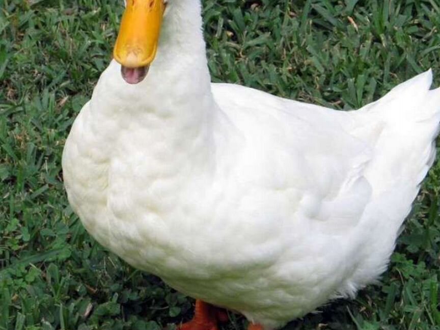 Продам уток живым весом