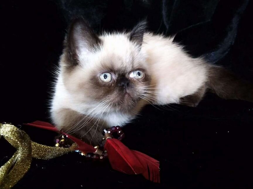 Персидская кошечка