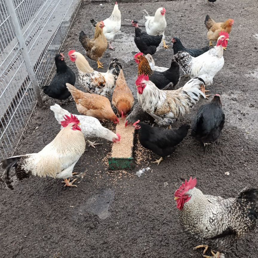 Молодые петухи