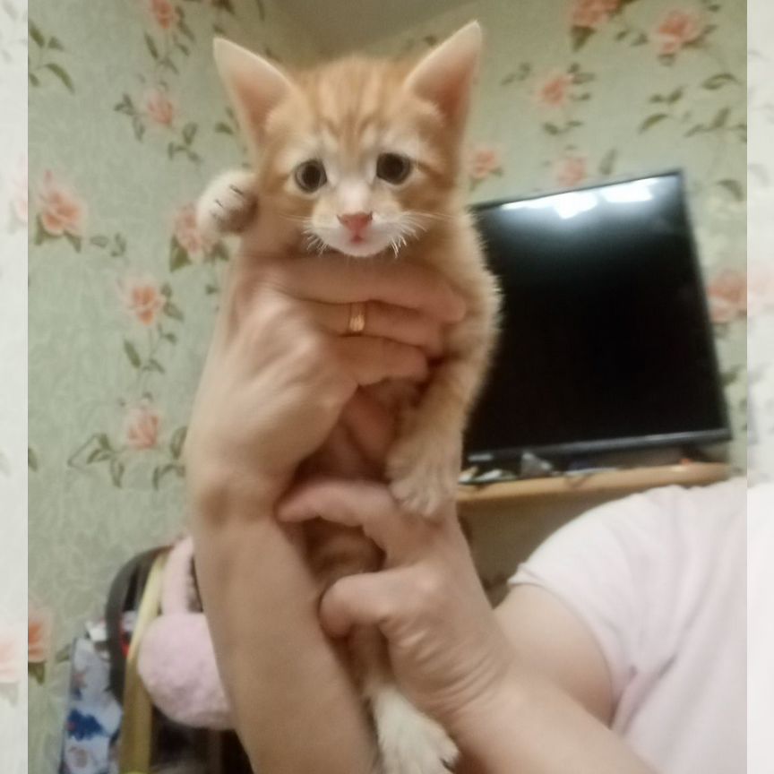 Котёнок в добрые руки