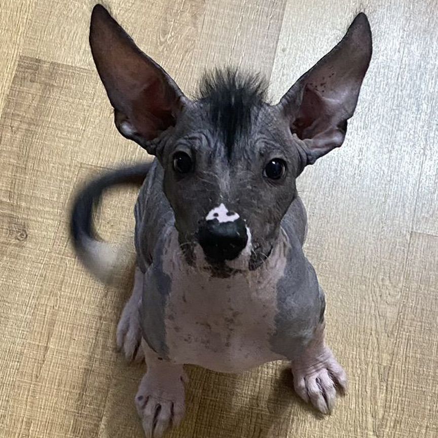 Продажа щенка ксоло