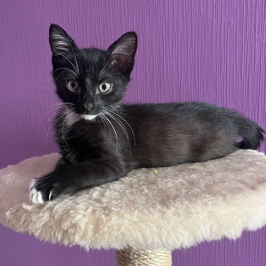 Котенок