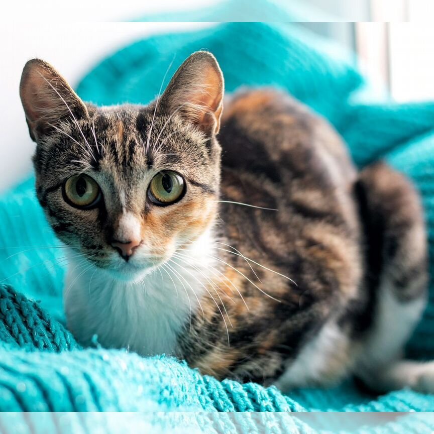 Взрослая кошка в добрые руки