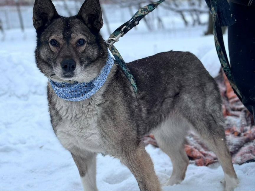 Милая собака в добрые руки