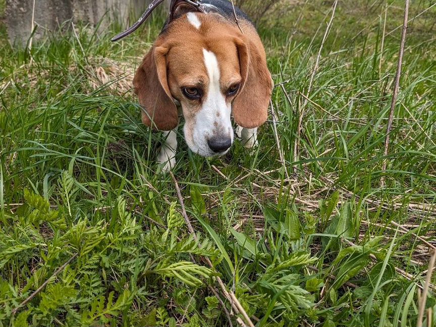 Мальчик Бигль ищет новый дом
