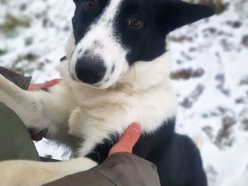Щенок