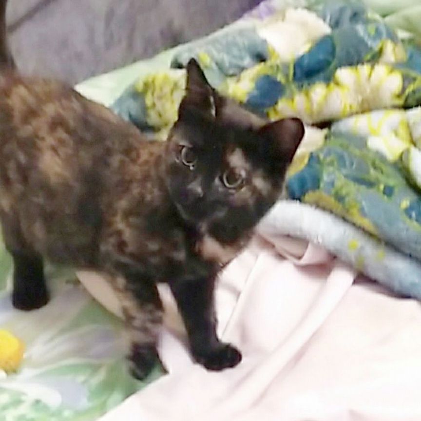 Котёнок девочка