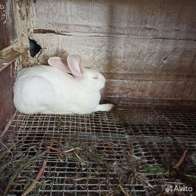Кролики мясных пород Белый панон