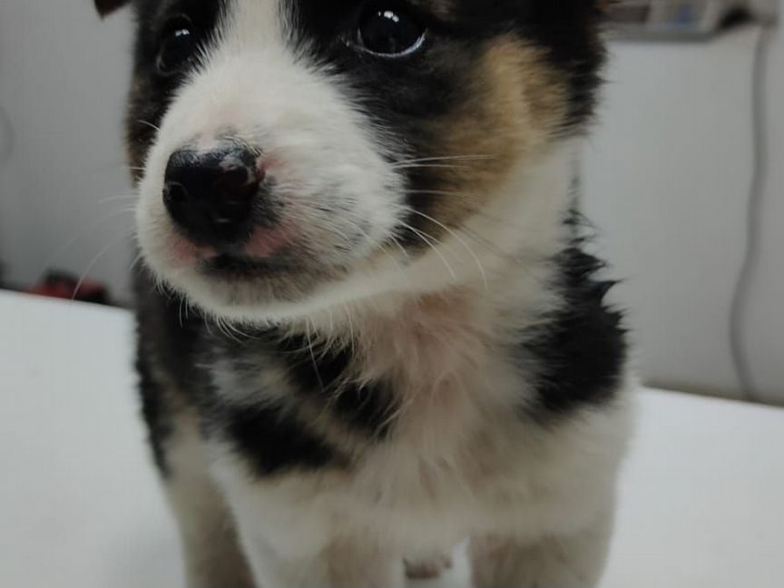 Щенок Фиксик в добрые руки