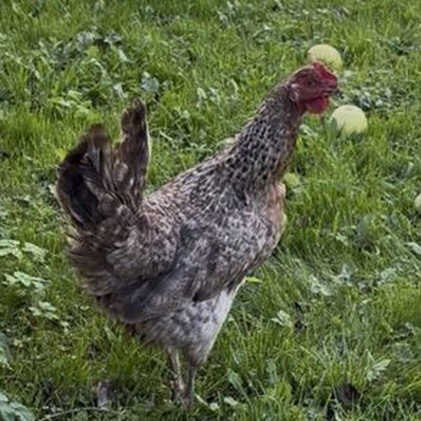 Курица несушка одна